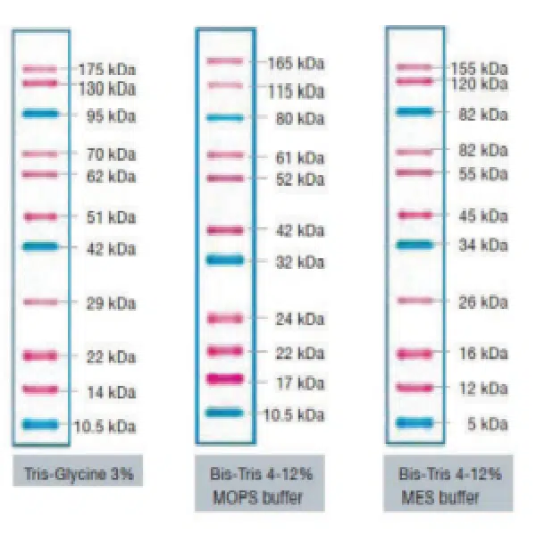 Prestained Protein Ladder 10-170,500µl-SL7011 - زیست فناوری سینوهه