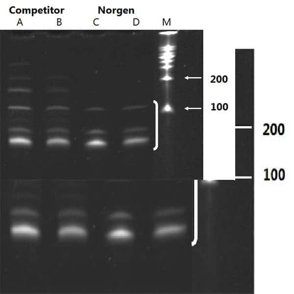 microRNA Purification Kit - زیست فناوری سینوهه