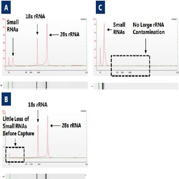 microRNA Purification Kit - زیست فناوری سینوهه
