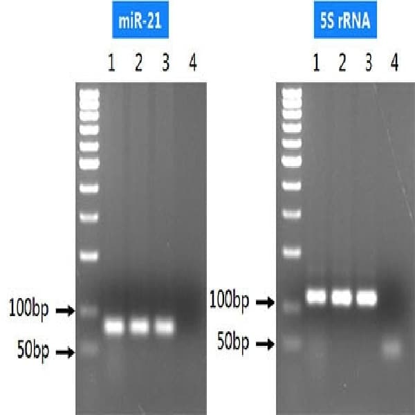 microRNA Purification Kit - زیست فناوری سینوهه